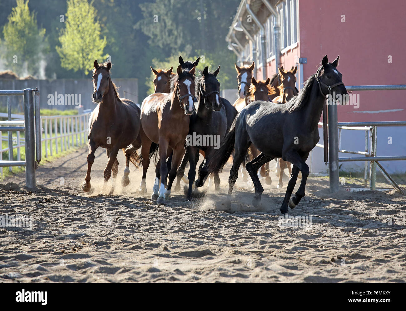 Pferde galoppieren -Fotos und -Bildmaterial in hoher Auflösung – Alamy
