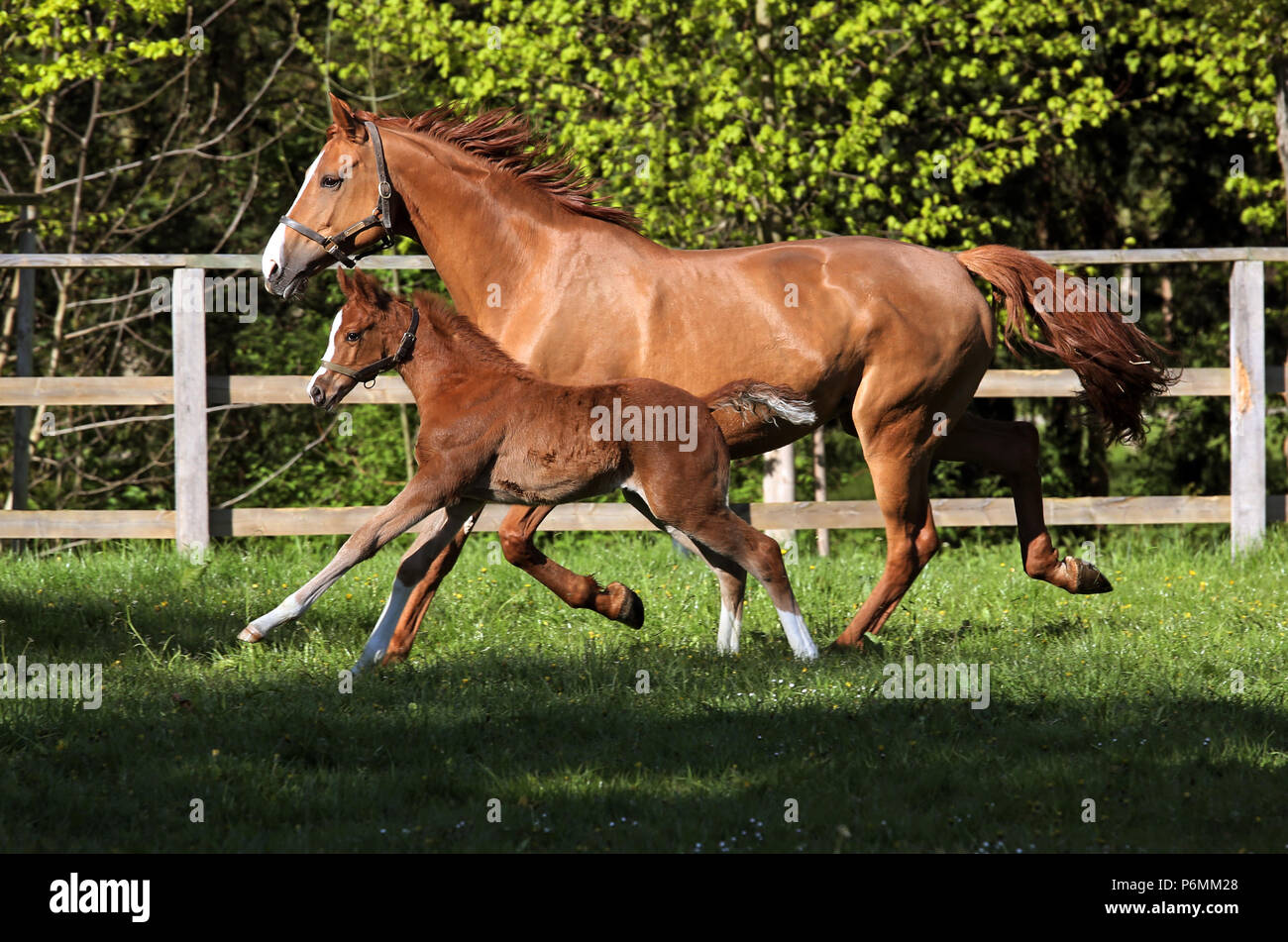 Fohlen galoppieren -Fotos und -Bildmaterial in hoher Auflösung – Alamy