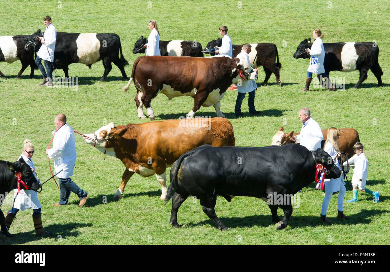 Ingliston showground -Fotos und -Bildmaterial in hoher Auflösung – Alamy