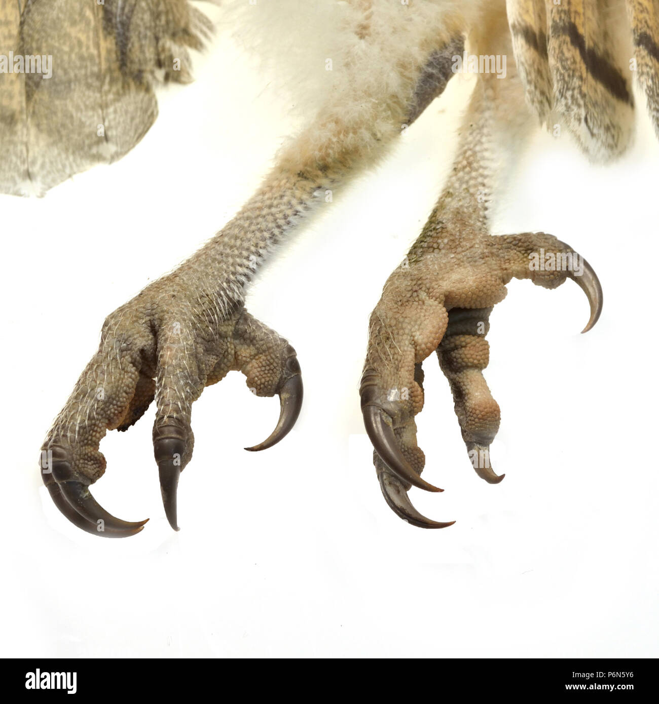 Eagle Claw Stockfotos und -bilder Kaufen - Alamy