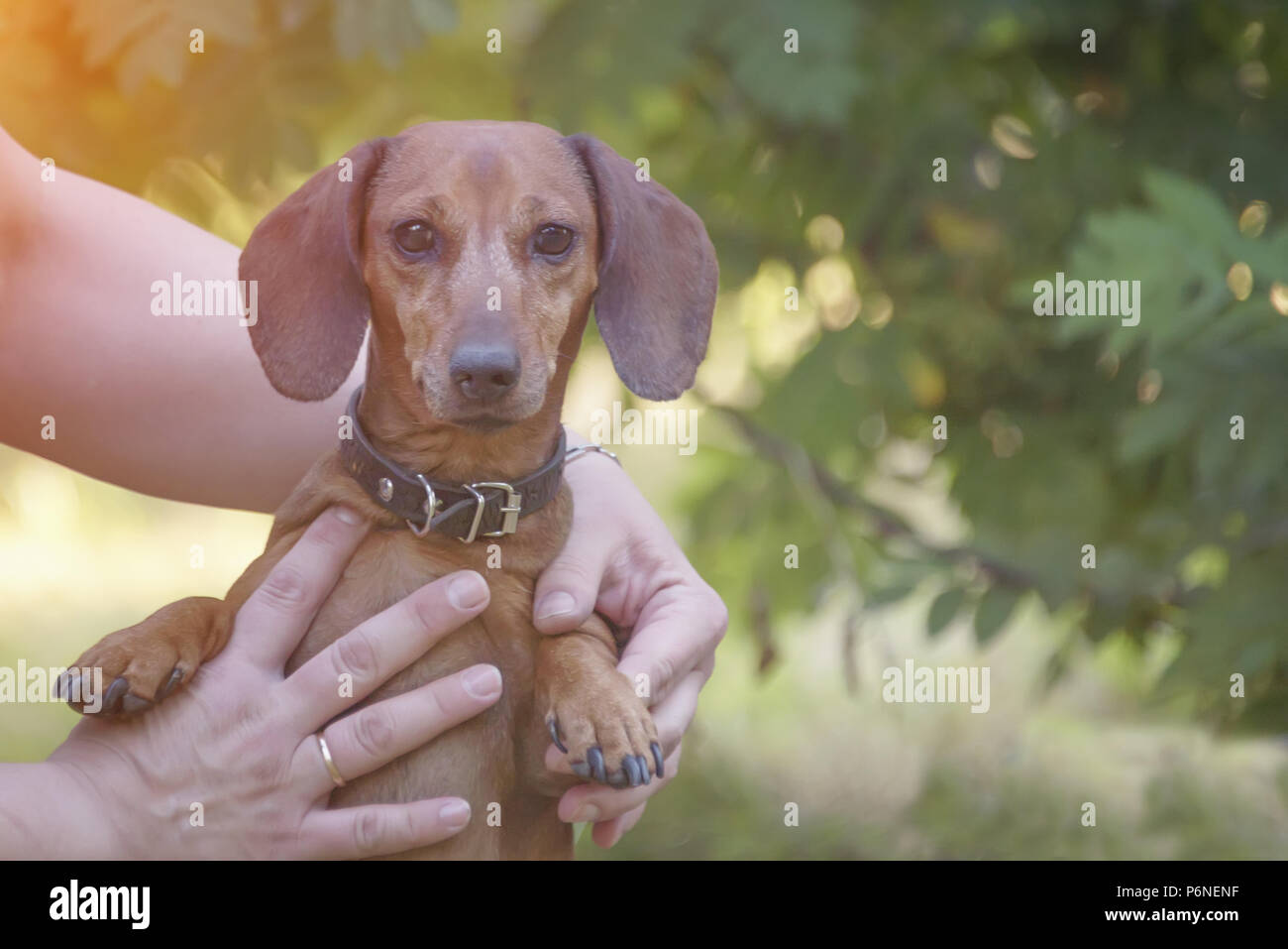 Jagd hund Dackel, hält in den Händen, ein jagdhund Spaziergänge entlang ...
