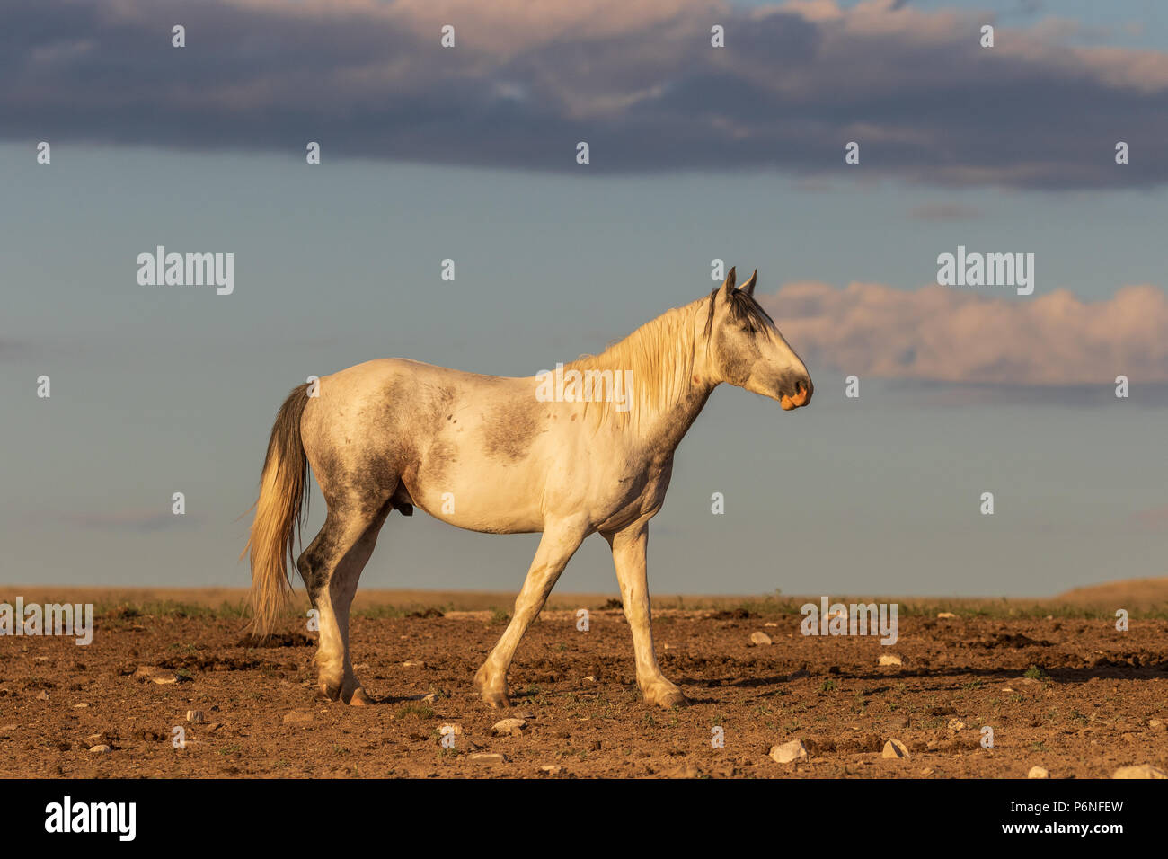 Mit Dem Pferd Stockfotos und -bilder Kaufen - Alamy