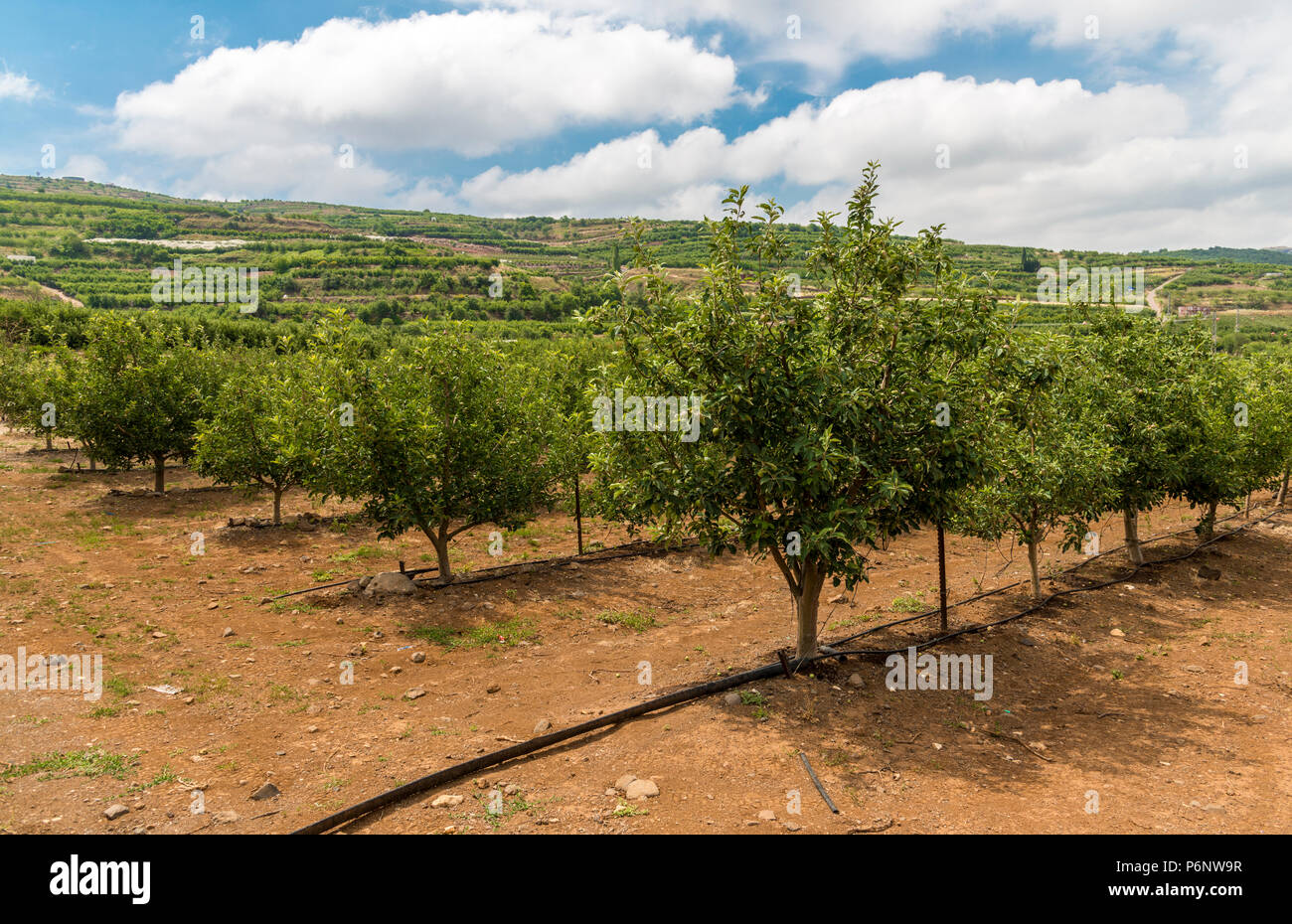 Obsternte apfelplantage -Fotos und -Bildmaterial in hoher Auflösung – Alamy