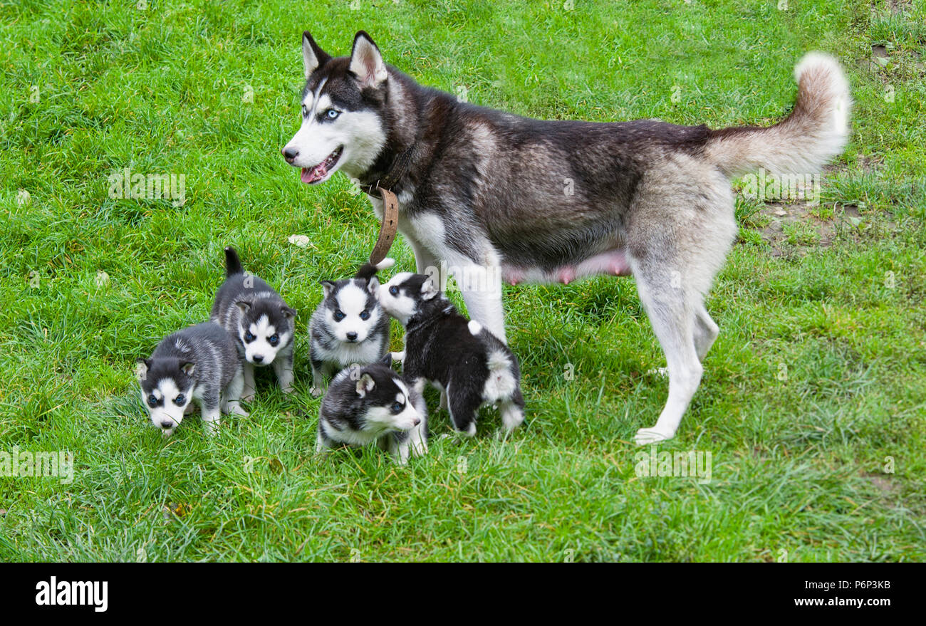 Siberian Husky Welpen für einen Spaziergang mit ihrer Mutter ...