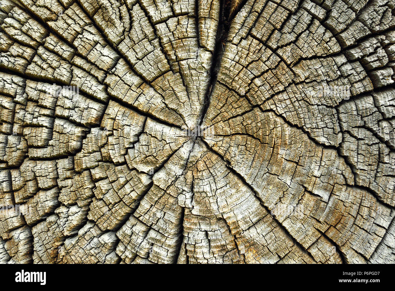 Rissige Haut von Fichte, Textur von verwittertem Holz- querschnitt ...