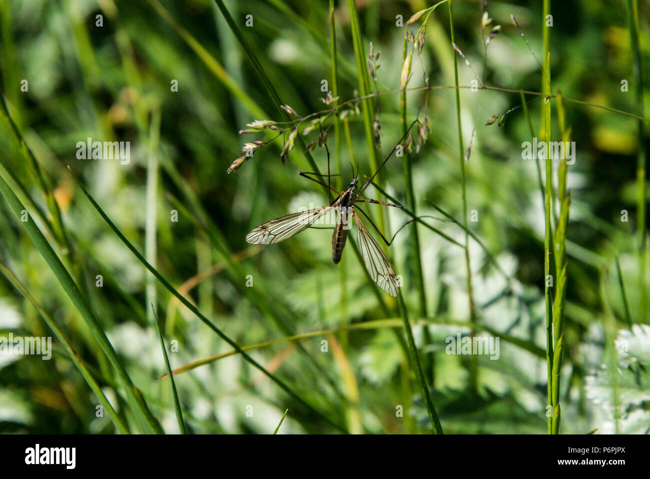Cranefly tipula vernalis -Fotos und -Bildmaterial in hoher Auflösung ...