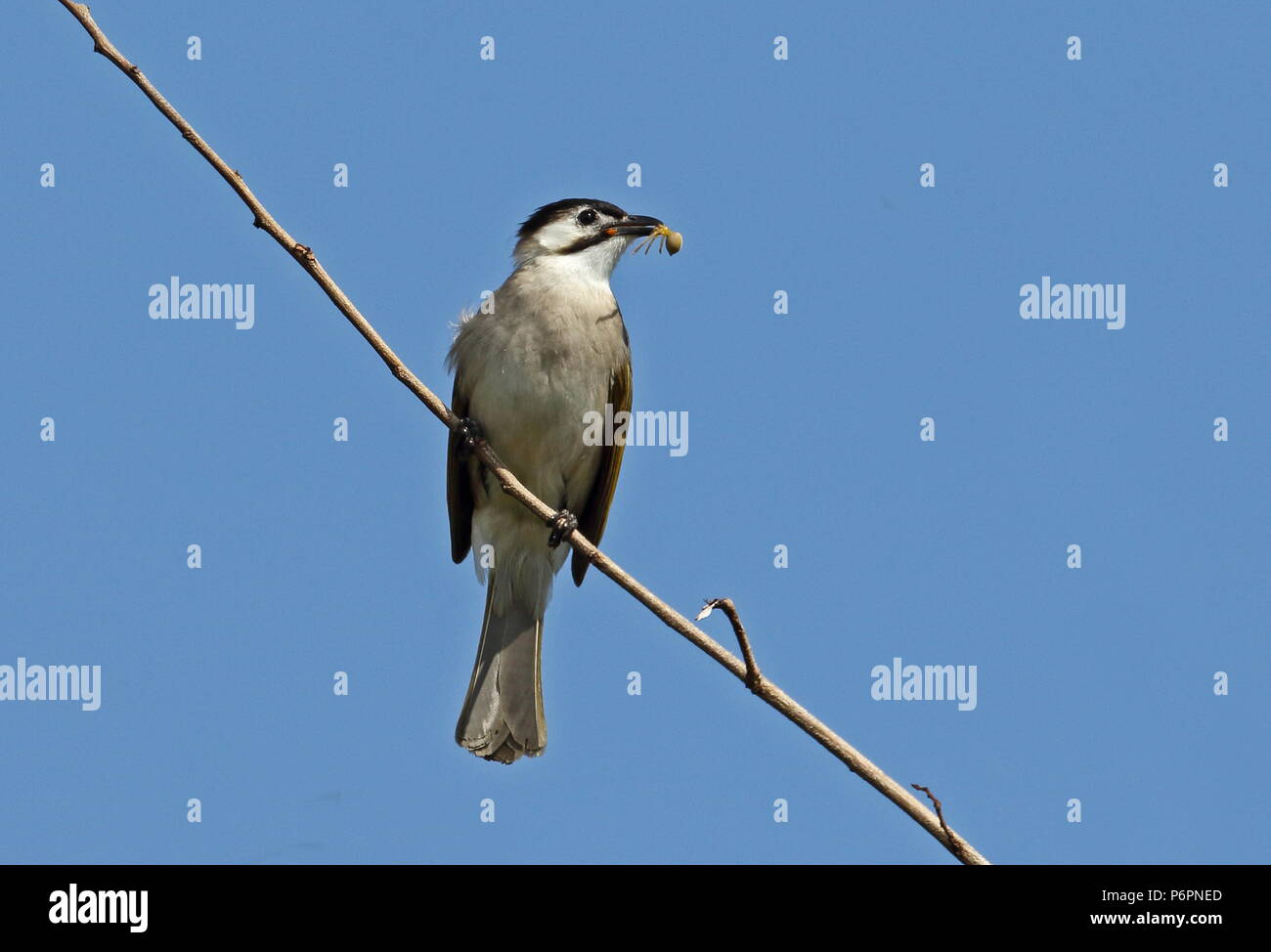 Taiwan bulbuls -Fotos und -Bildmaterial in hoher Auflösung – Alamy