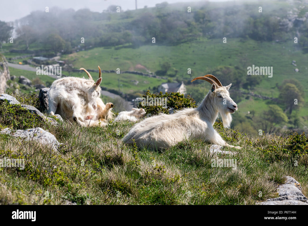 Kaschmir ziegen -Fotos und -Bildmaterial in hoher Auflösung – Alamy