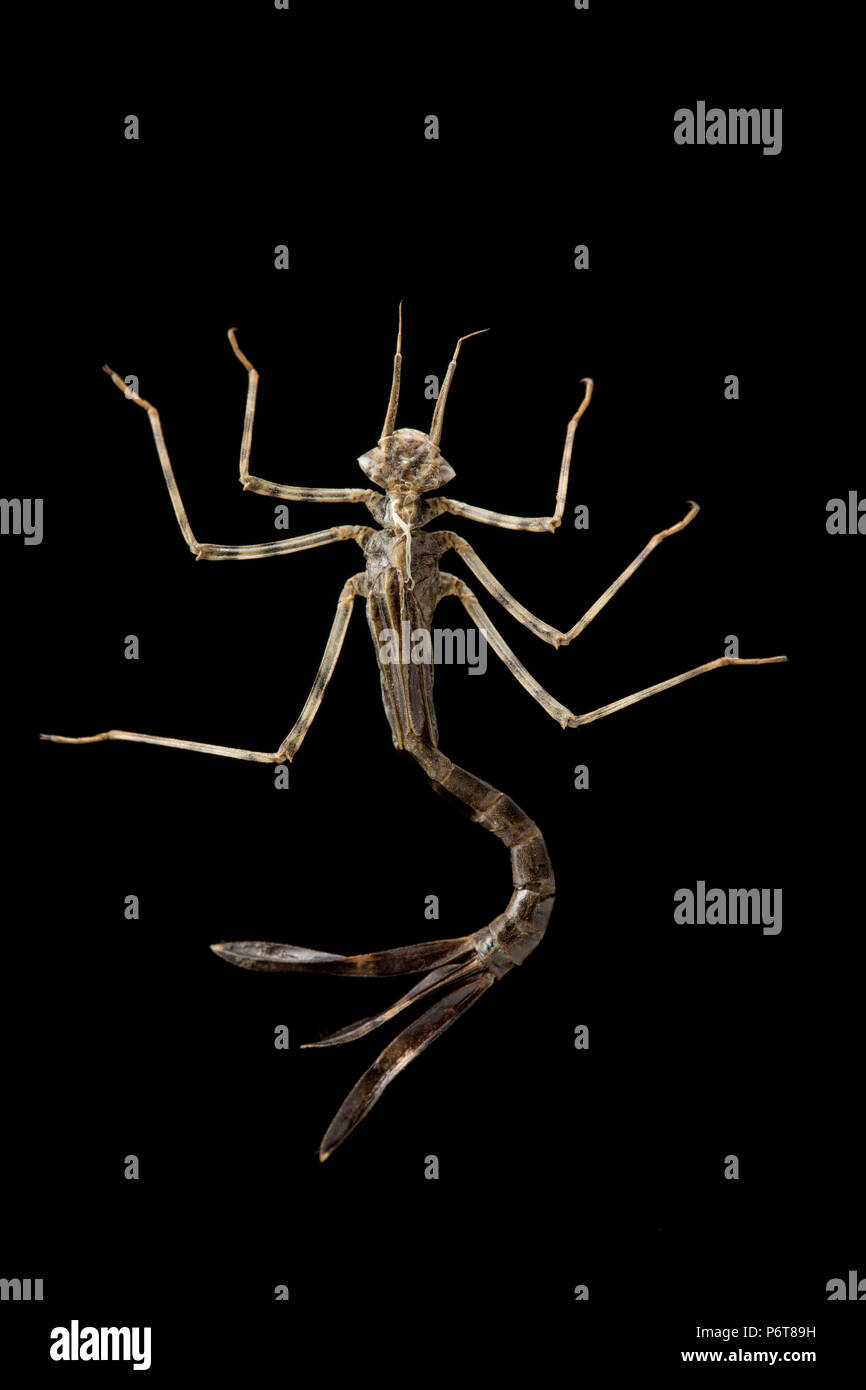 Molted exoskeleton -Fotos und -Bildmaterial in hoher Auflösung – Alamy