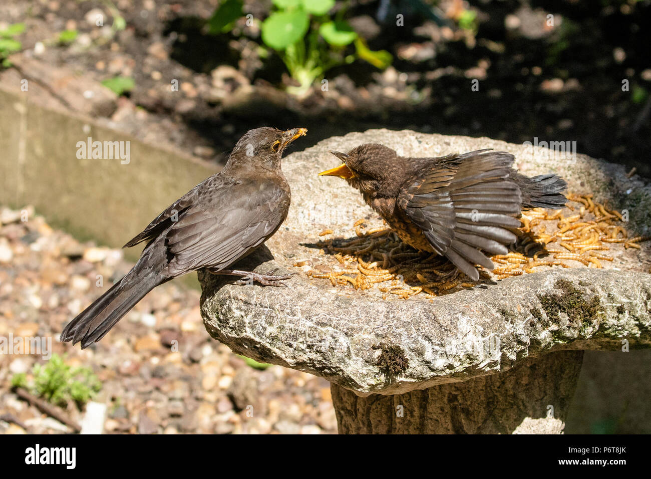 Baby amseln -Fotos und -Bildmaterial in hoher Auflösung – Alamy