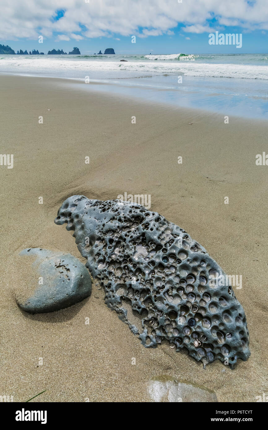 Penitella penita -Fotos und -Bildmaterial in hoher Auflösung – Alamy