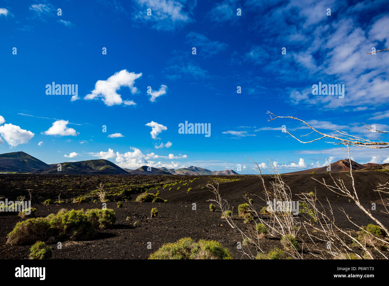 Tree At Lanzarote Stockfotos und -bilder Kaufen - Alamy