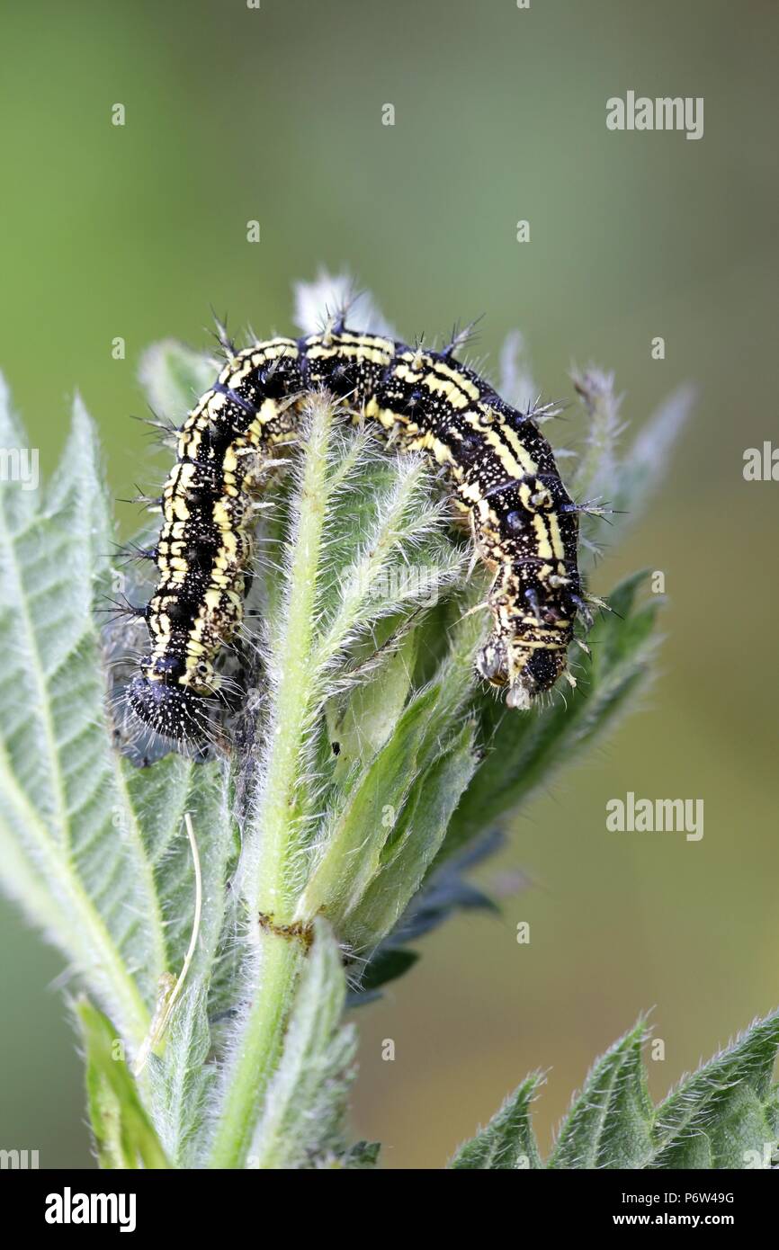 Kleiner Fuchs Schmetterling Raupe, Nymphalis urticae Stockfotografie ...