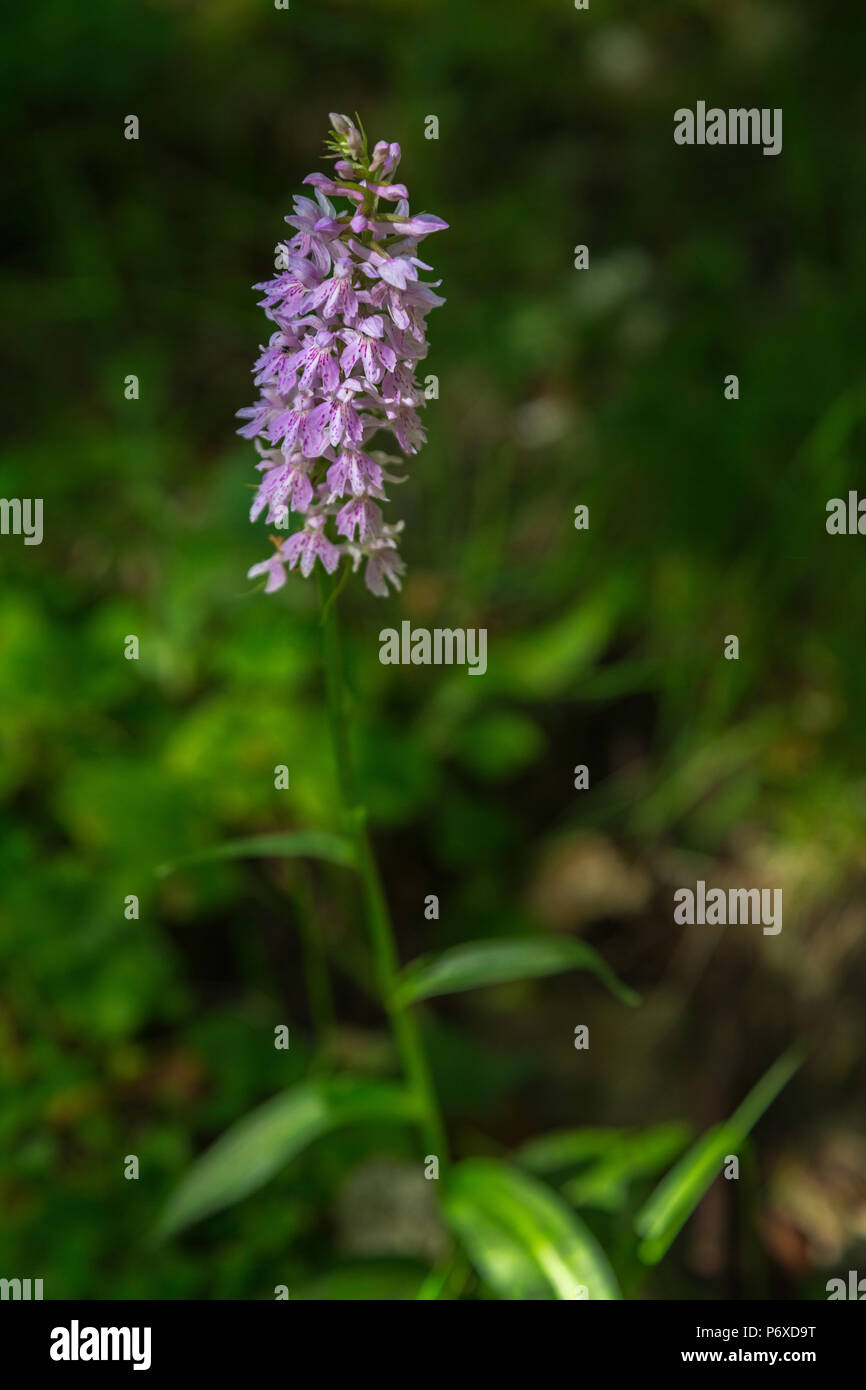 Wilde orchidee -Fotos und -Bildmaterial in hoher Auflösung – Alamy