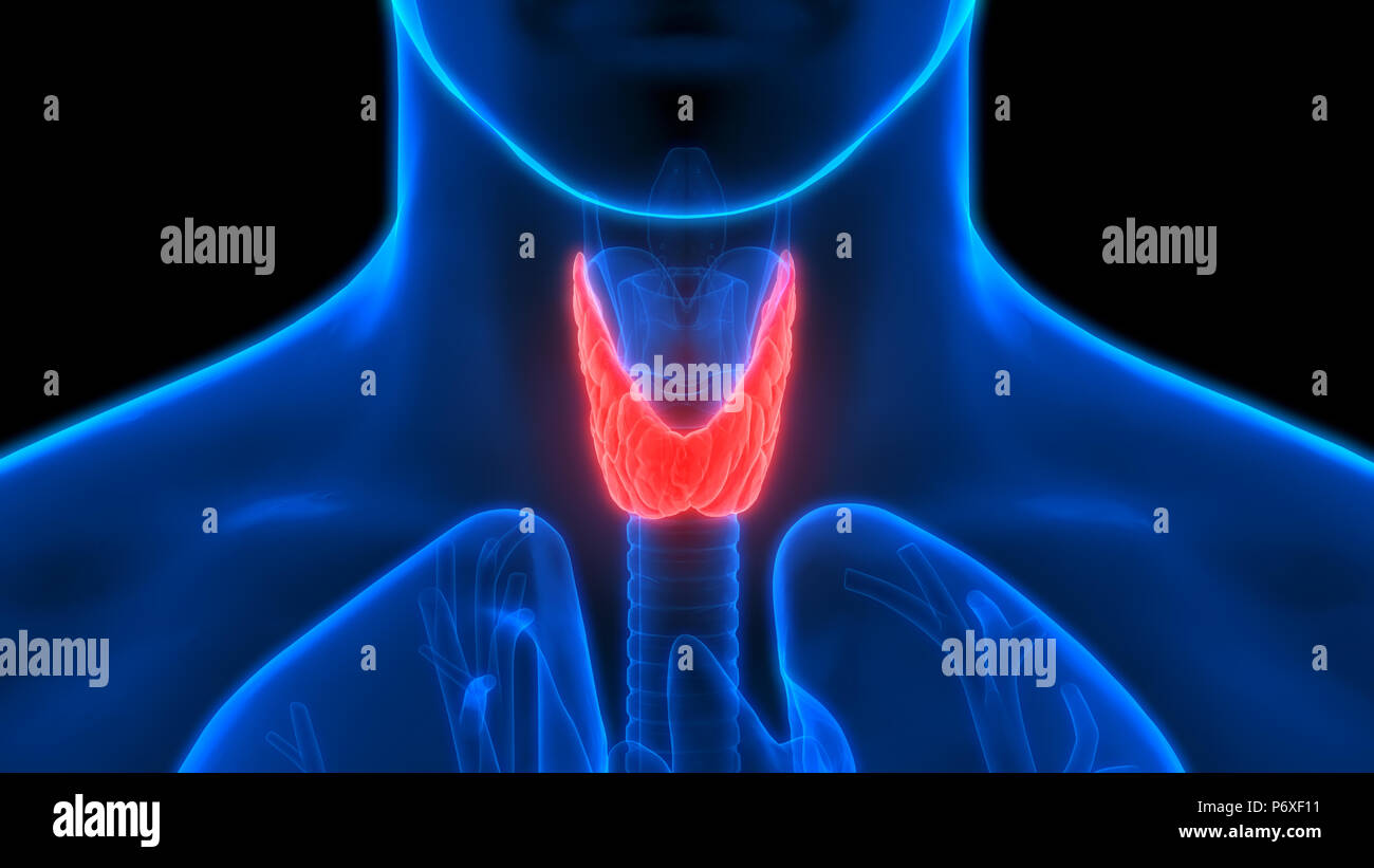 Hals organe -Fotos und -Bildmaterial in hoher Auflösung - Seite 3 - Alamy