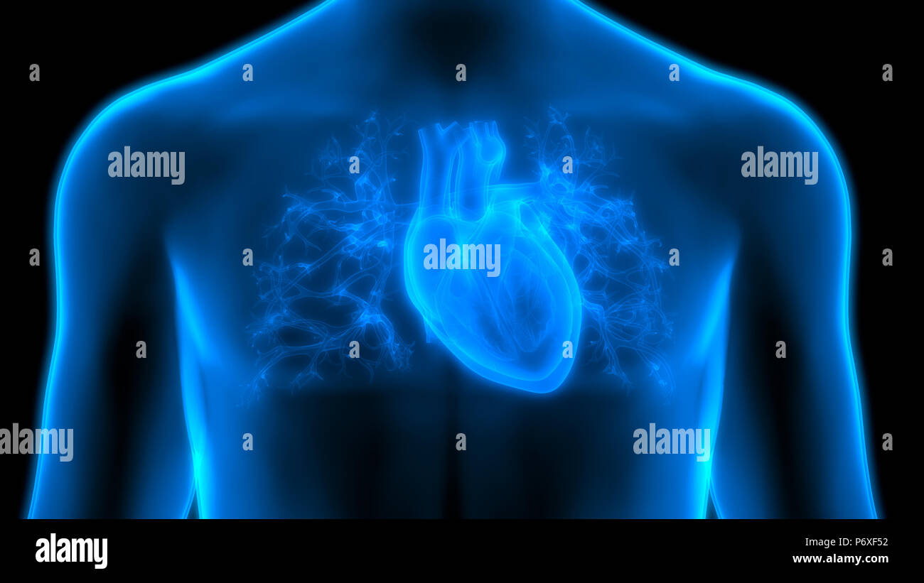 Menschlichen Körper Organe Herz-Kreislauf-System Herz Anatomie ...
