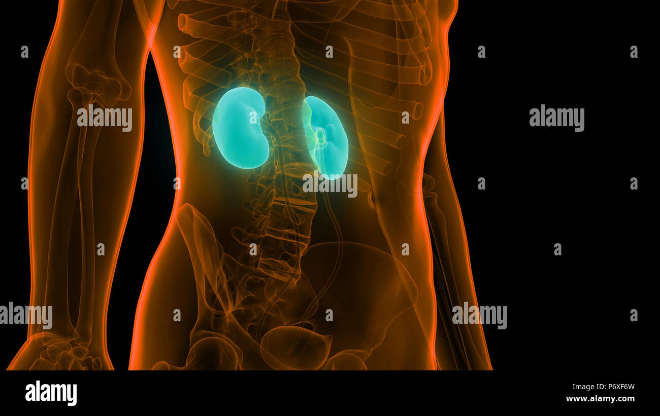 Menschlichen Nieren und Blase und Harnwege Anatomie Stockfotografie - Alamy