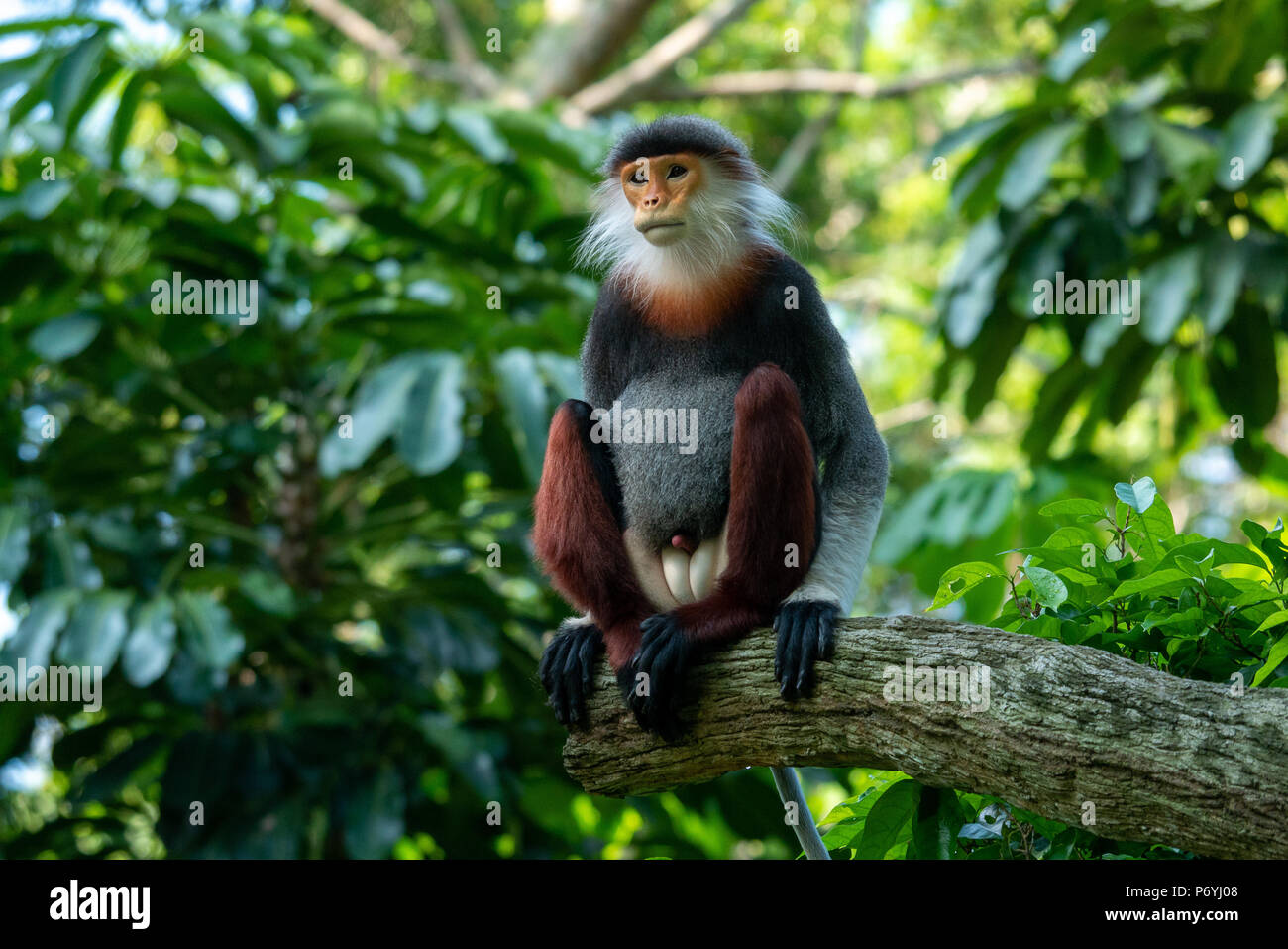 Braun Grau Affe mit weißen Bart sitzt auf einem Baumstamm auf der ...
