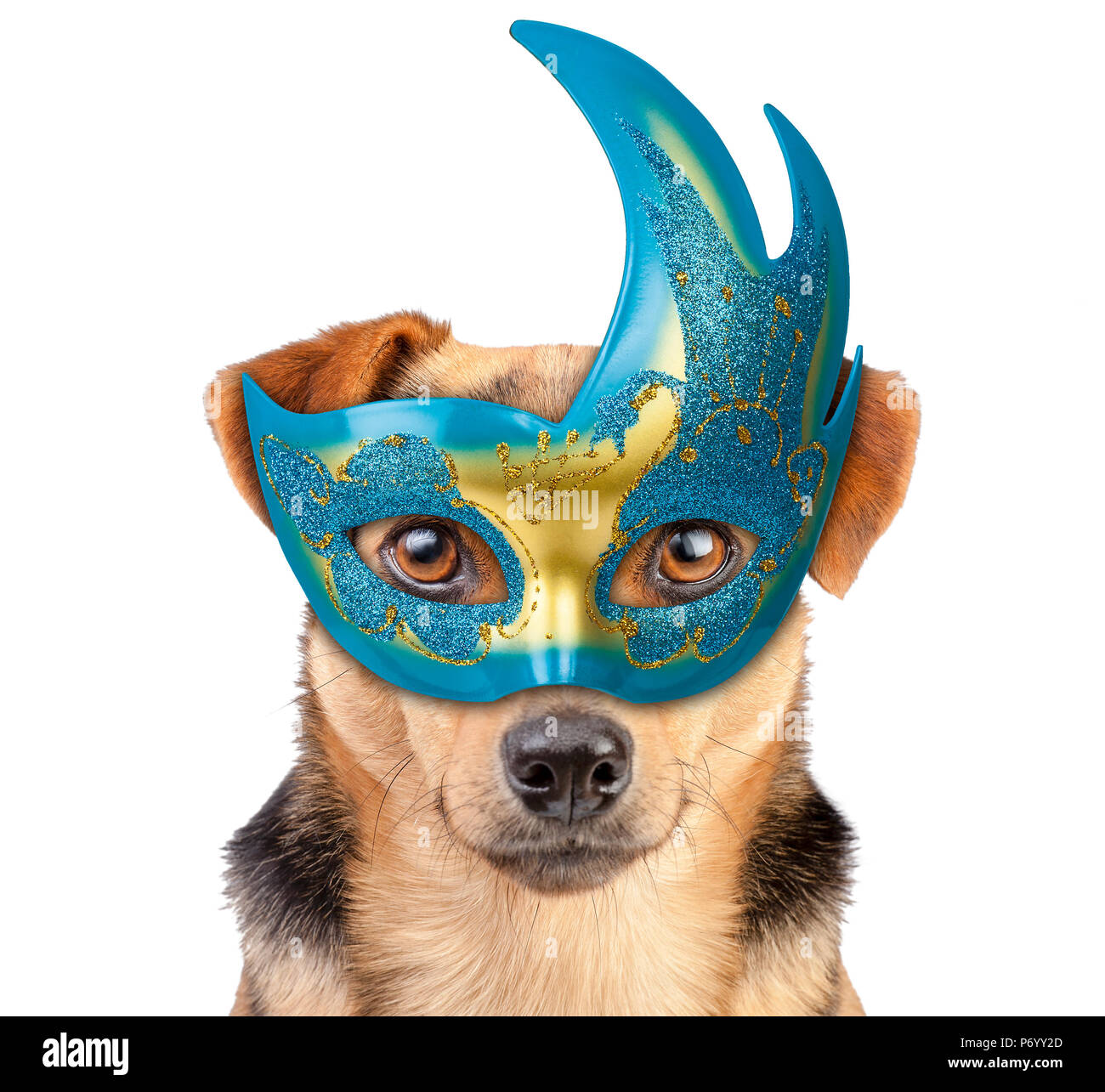 Dog at venice carnival -Fotos und -Bildmaterial in hoher Auflösung – Alamy