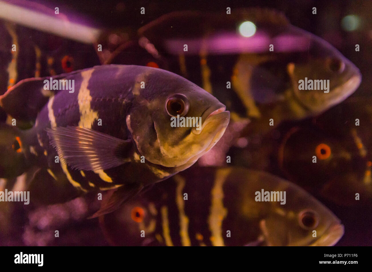 Fischaquarium bewohner -Fotos und -Bildmaterial in hoher Auflösung – Alamy