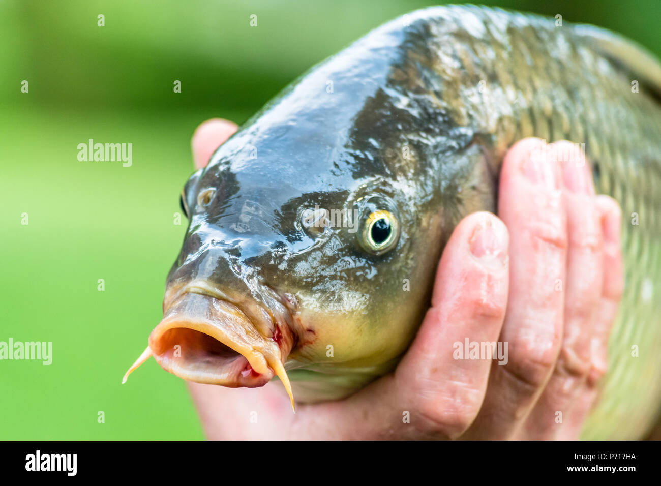 Fischer Holding nettes Leben Fisch in den Händen, Karpfen. Detaillierte ...