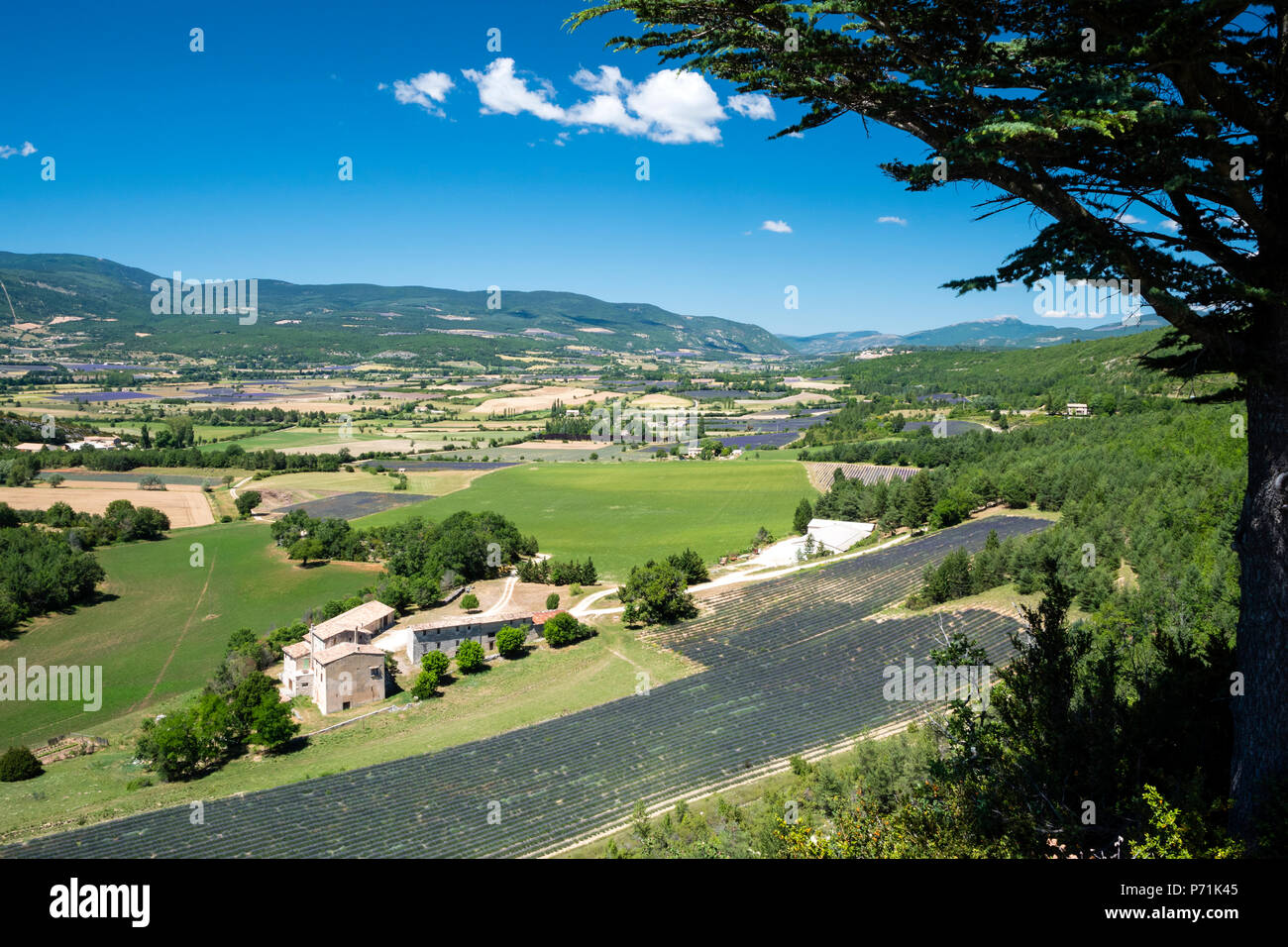 Foret de Javon Plateau Bois du defens Sault Vaucluse Provence-Alpes ...