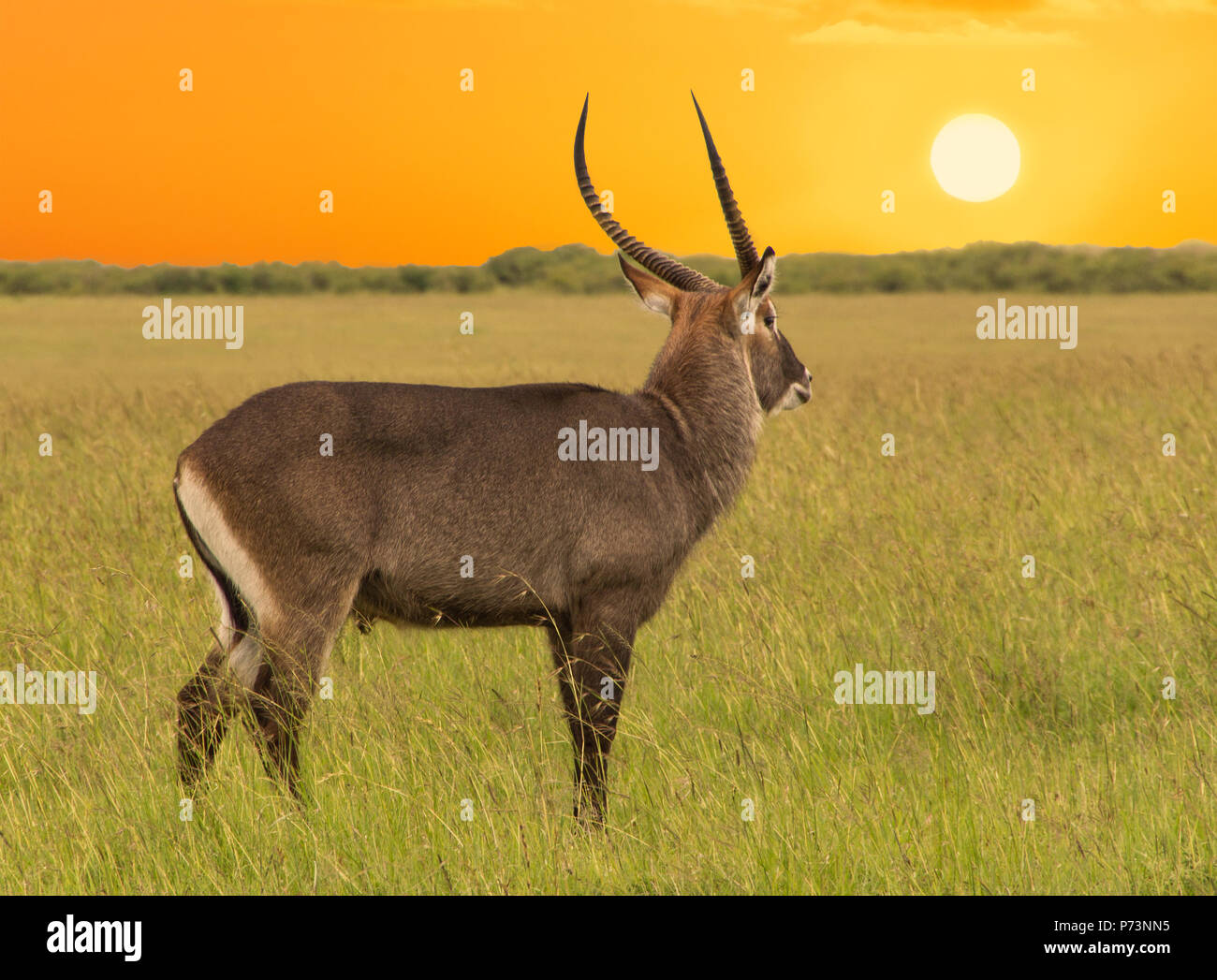 Afrikanische Gazelle Stockfotos und -bilder Kaufen - Alamy