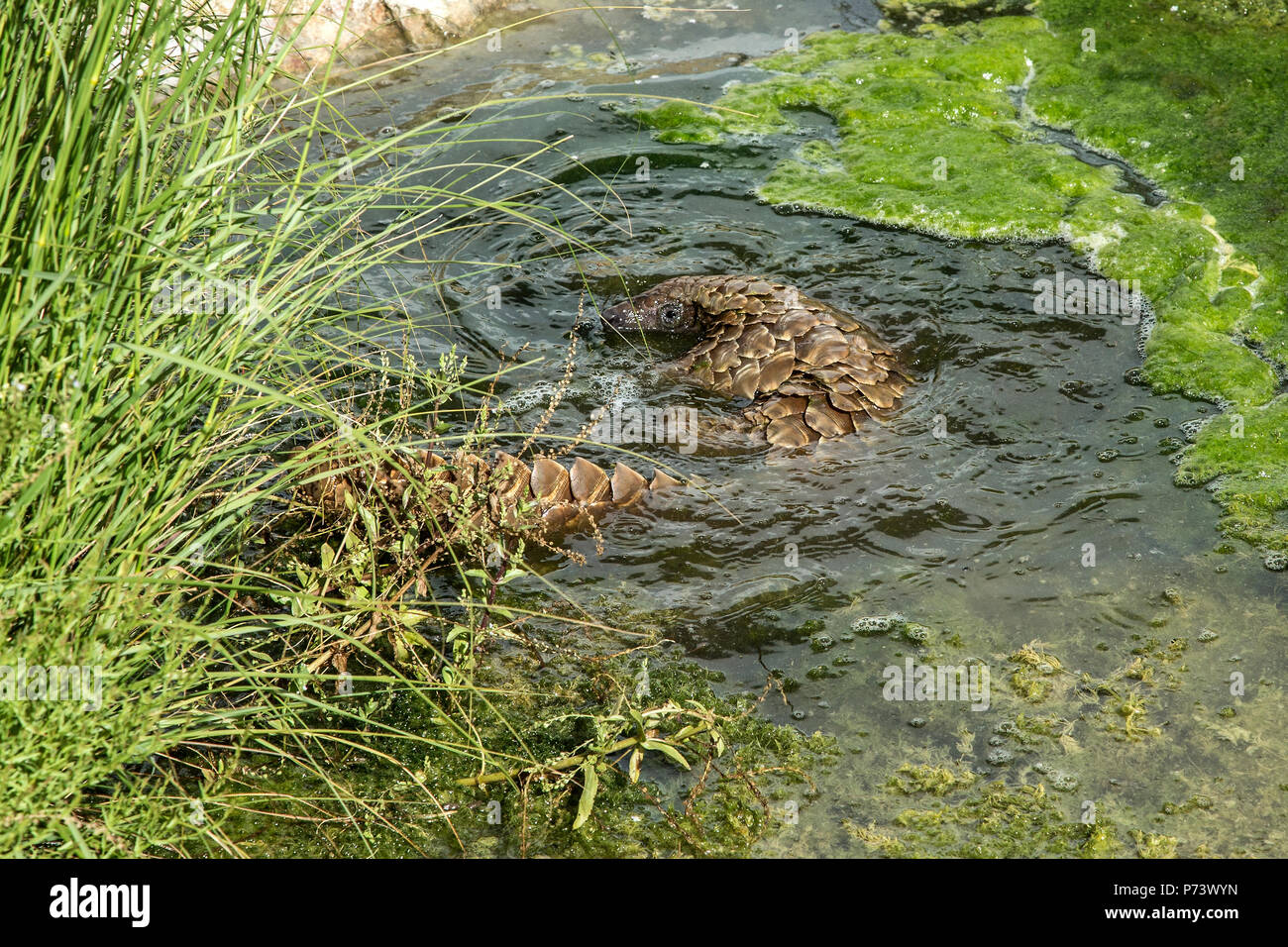 Kap oder Masse temminck's Pangolin - Manis temminckii - ist auf der ...