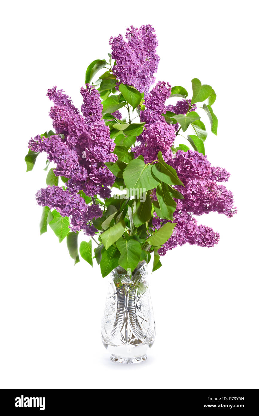Flieder In Vase