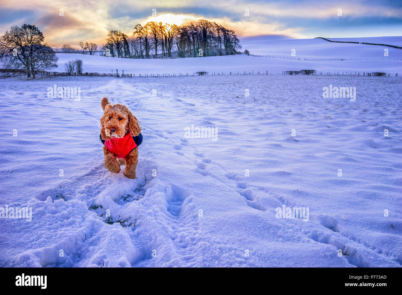Frack tragen -Fotos und -Bildmaterial in hoher Auflösung – Alamy