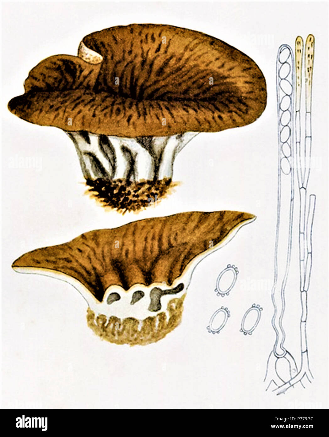 Discina venosa -Fotos und -Bildmaterial in hoher Auflösung – Alamy