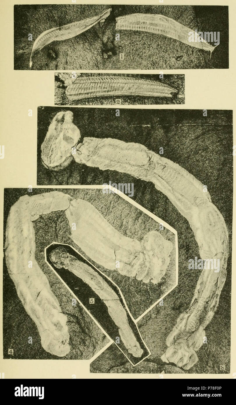 Pikaia gracilens -Fotos und -Bildmaterial in hoher Auflösung – Alamy
