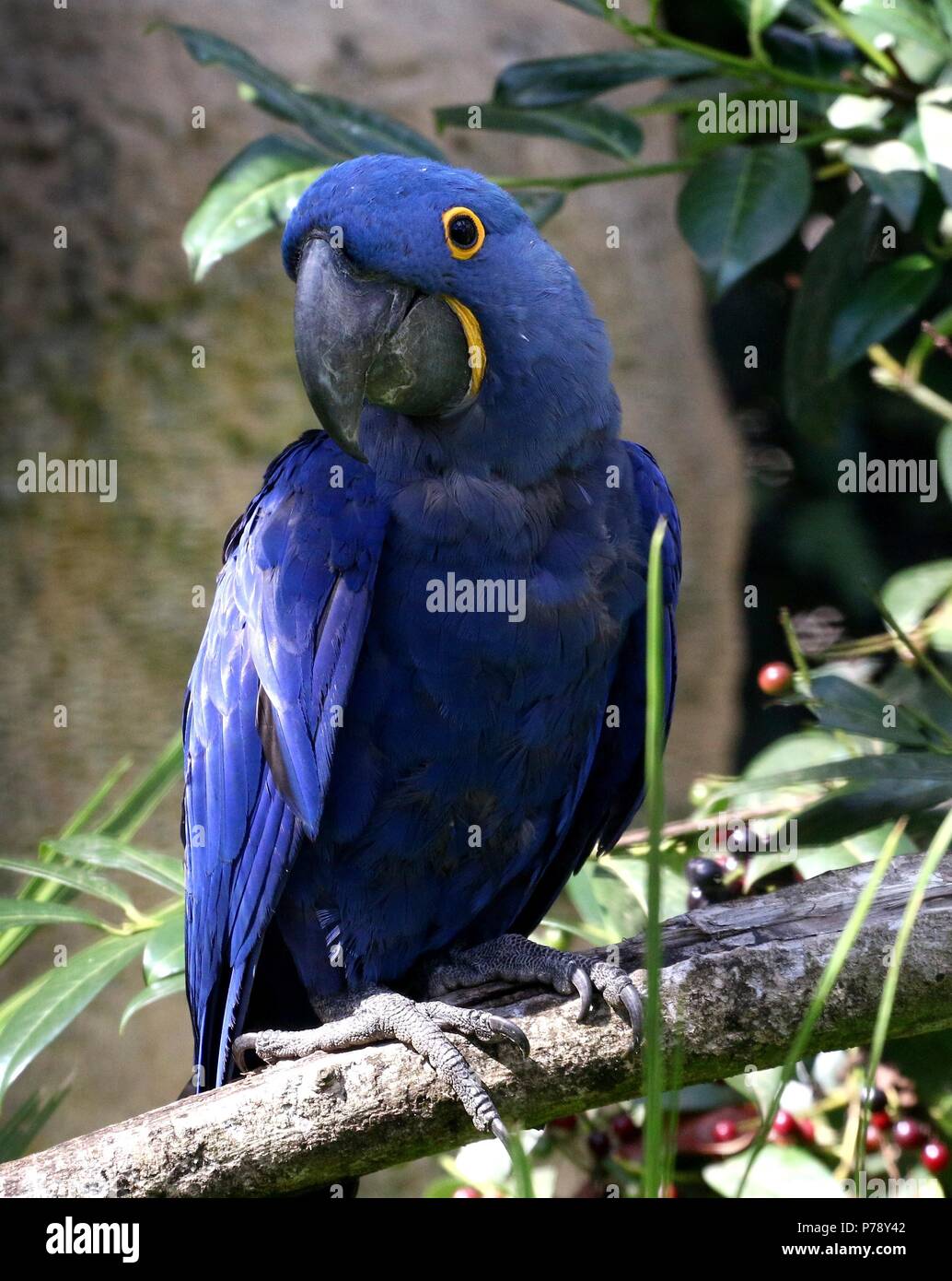 Hyazinth ara -Fotos und -Bildmaterial in hoher Auflösung – Alamy