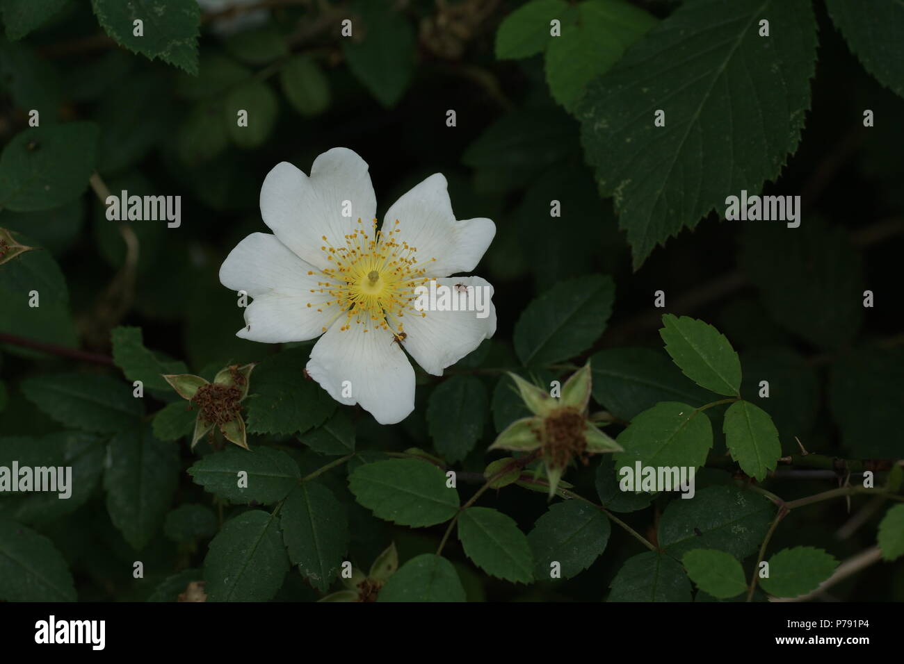 Field rose -Fotos und -Bildmaterial in hoher Auflösung – Alamy