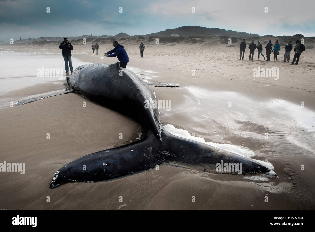 Gestrandeter wal -Fotos und -Bildmaterial in hoher Auflösung – Alamy