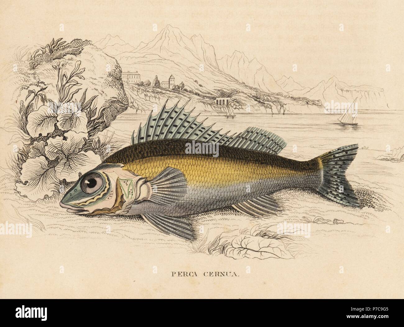 Perca cernua -Fotos und -Bildmaterial in hoher Auflösung – Alamy