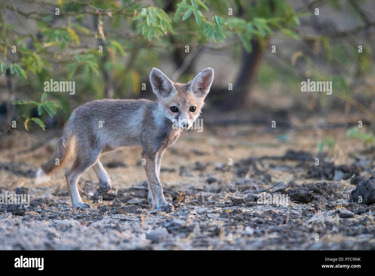 Bengalfuchs vulpes bengalensis im kutch -Fotos und -Bildmaterial in ...