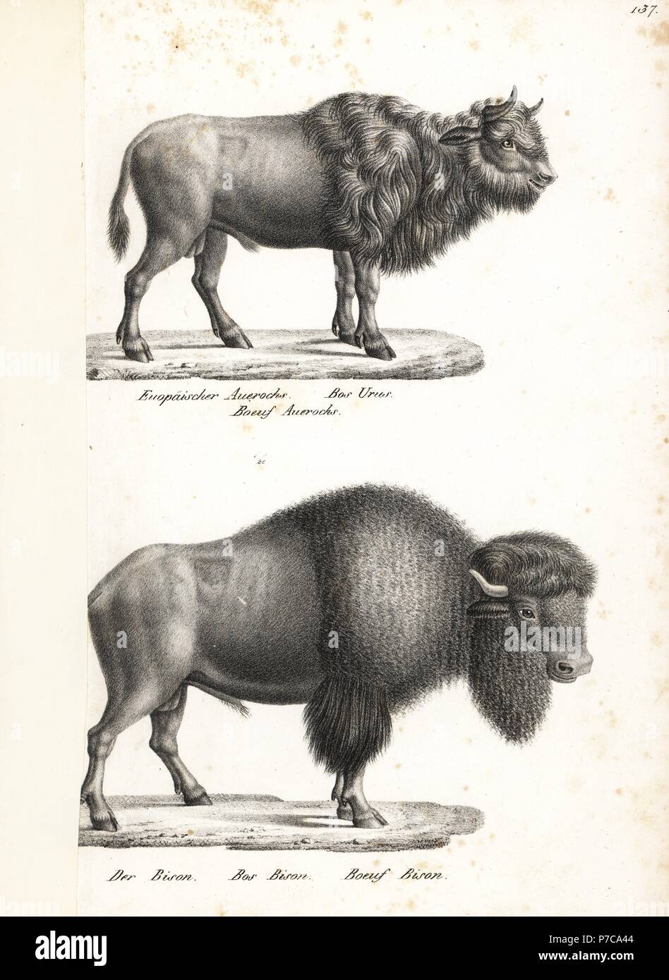 Auerochsen, Bos primigenius (ausgestorben) und amerikanische Bison ...