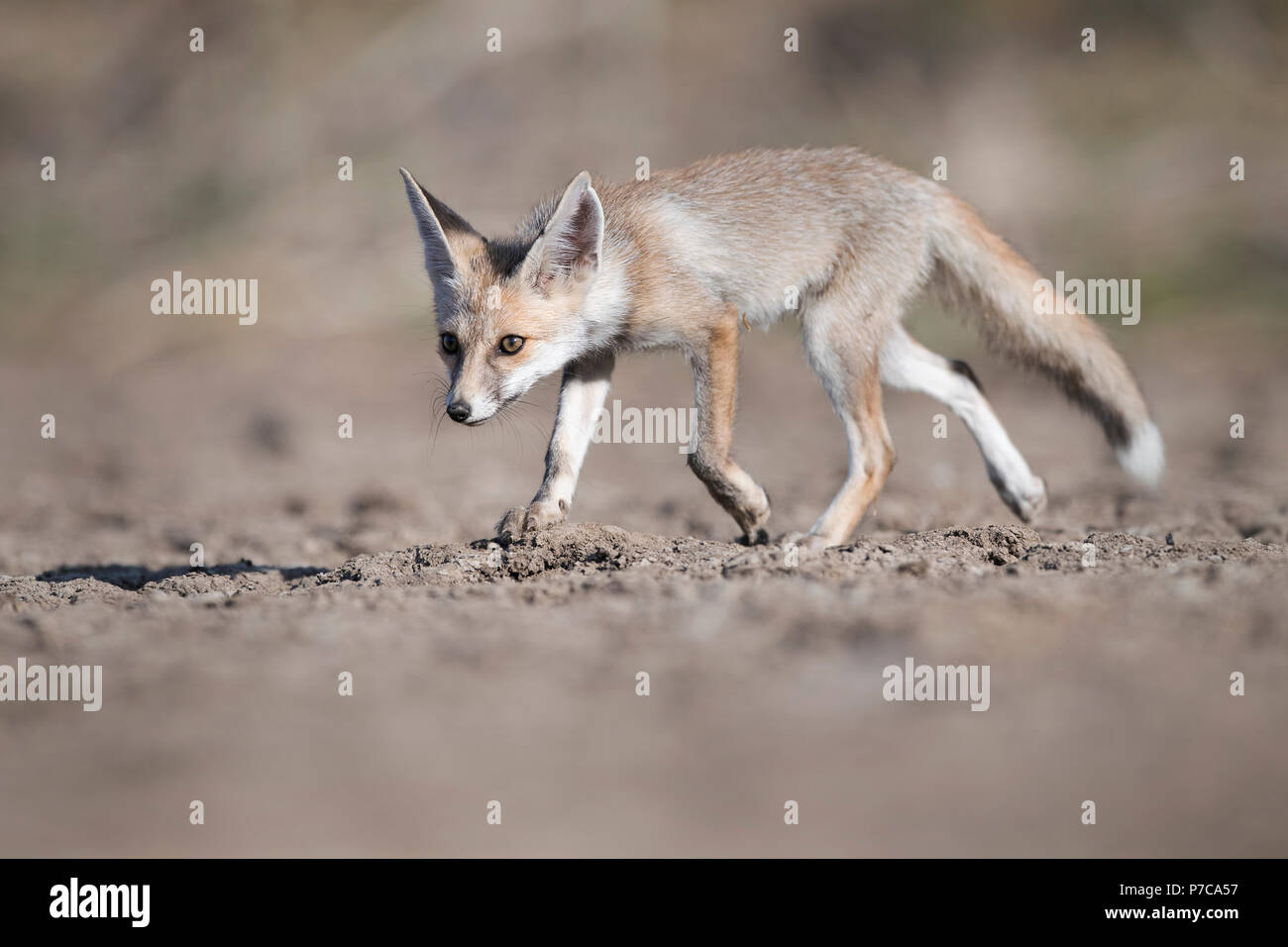 Bengalfuchs vulpes bengalensis im kutch -Fotos und -Bildmaterial in ...