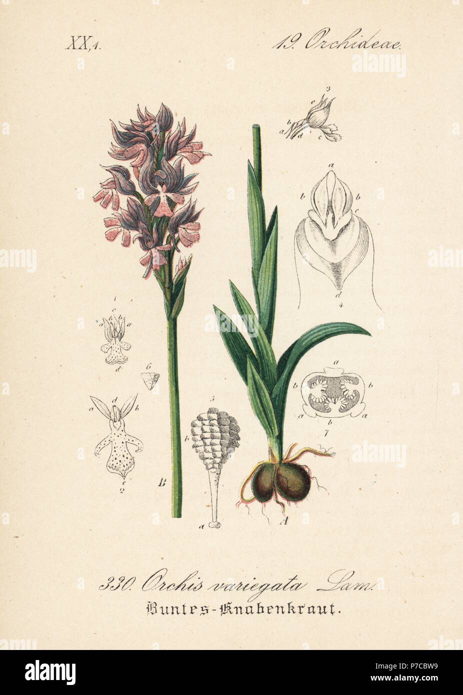 Orchidee varigata -Fotos und -Bildmaterial in hoher Auflösung – Alamy