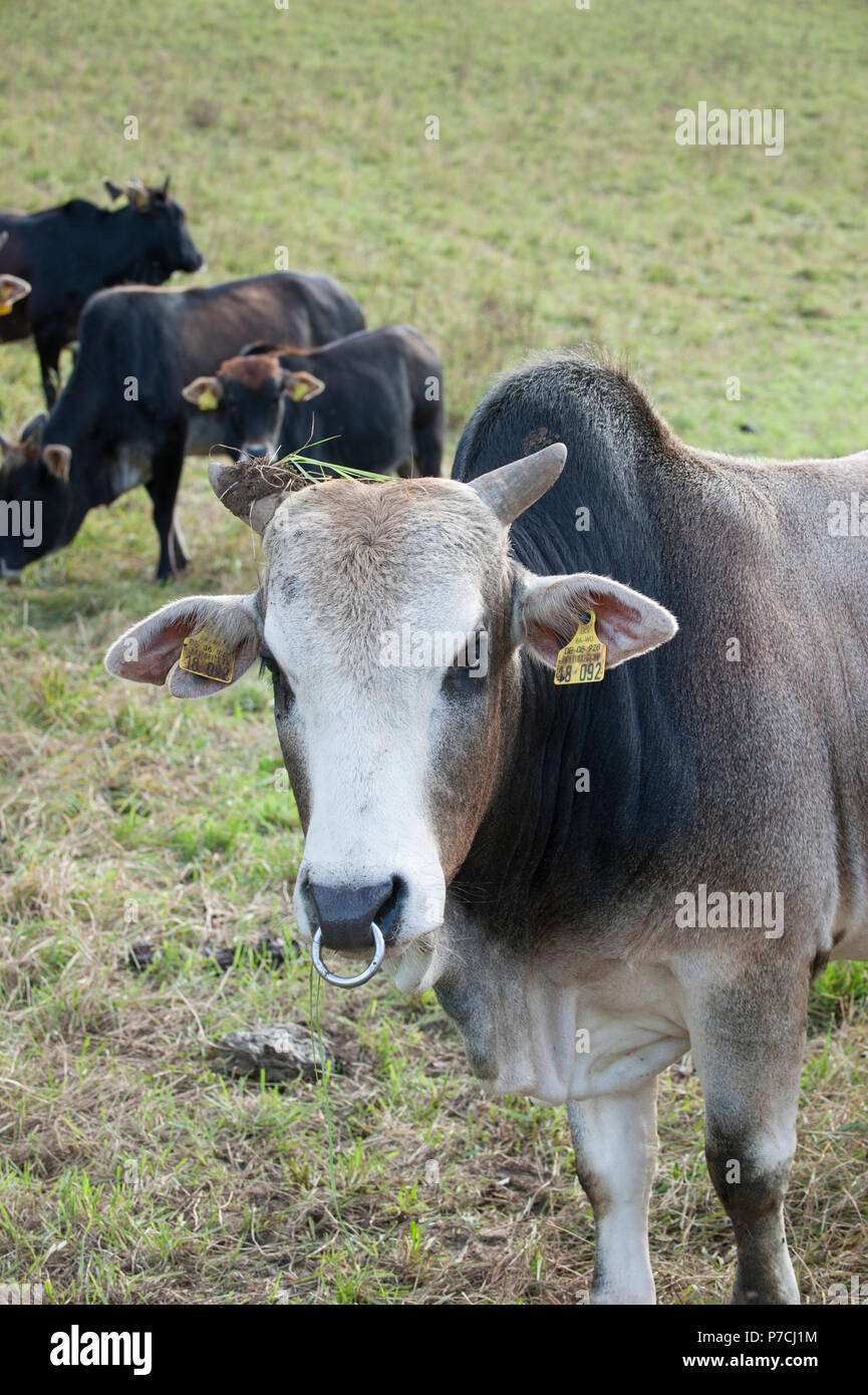 Zebus bos primigenius indicus Stockfotos und -bilder Kaufen - Alamy