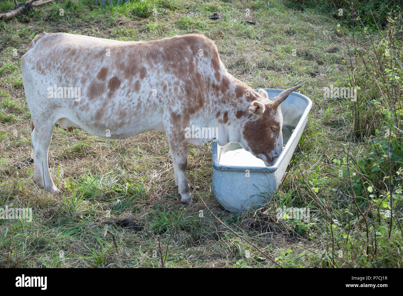 Zebu rinder -Fotos und -Bildmaterial in hoher Auflösung – Alamy