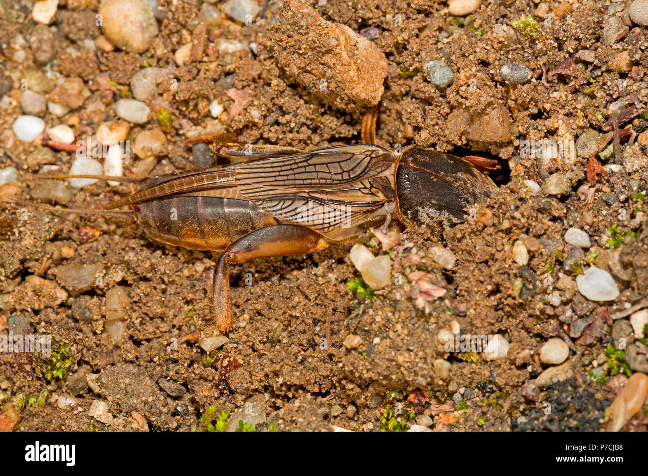 Gryllotalpa gryllotalpa -Fotos und -Bildmaterial in hoher Auflösung – Alamy