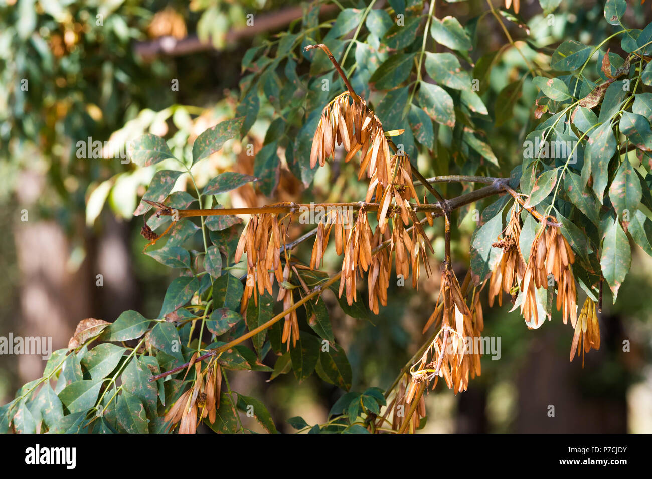 Asche kopf -Fotos und -Bildmaterial in hoher Auflösung – Alamy