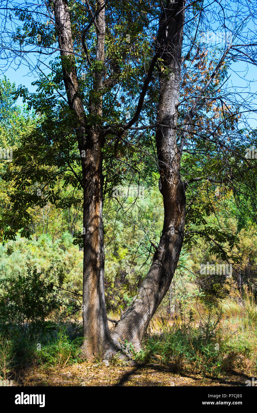 Gemeine eschen -Fotos und -Bildmaterial in hoher Auflösung – Alamy