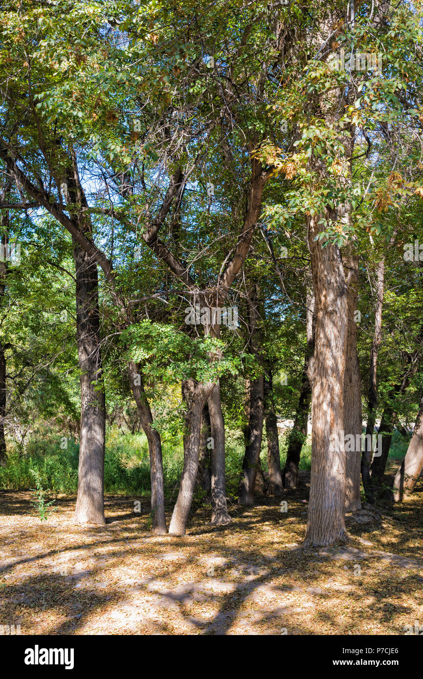 Gemeine eschen -Fotos und -Bildmaterial in hoher Auflösung – Alamy