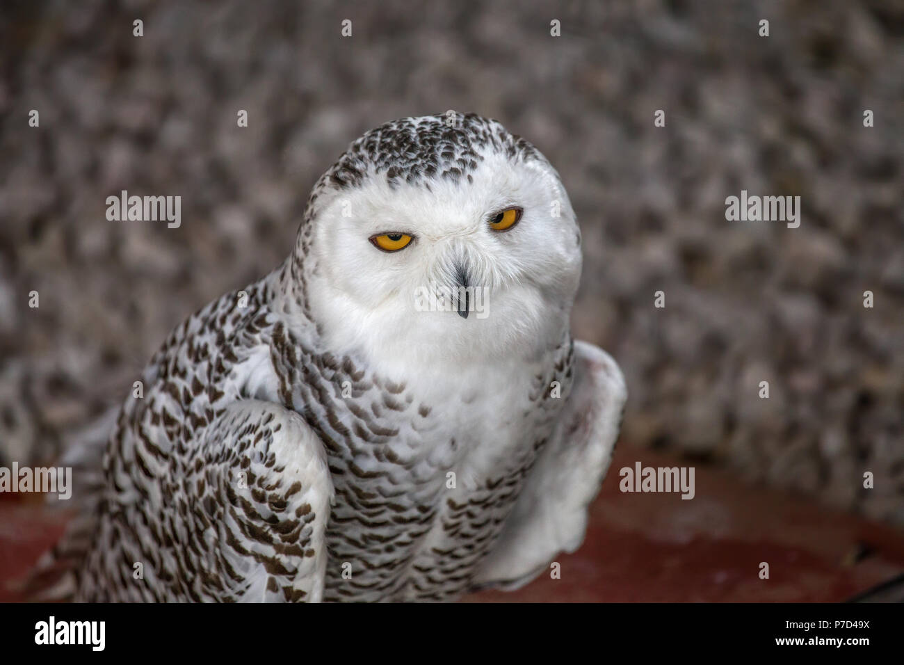 Lachende Eule Stockfotos und -bilder Kaufen - Alamy