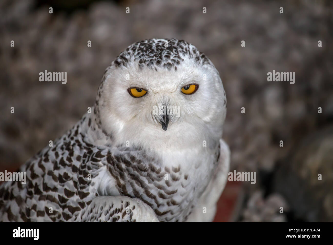Lachende Eule Stockfotos und -bilder Kaufen - Alamy