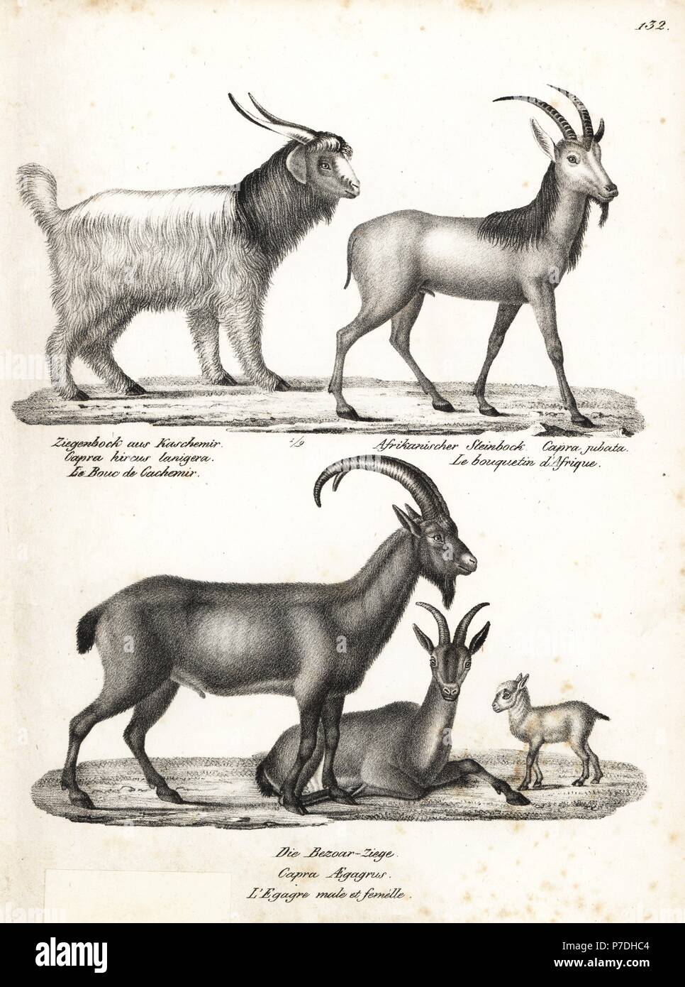 Cashmere goat (capra hircus) -Fotos und -Bildmaterial in hoher ...