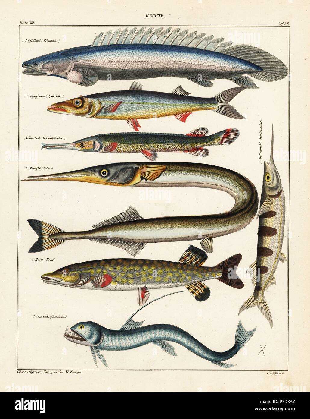 Sloanes viperfish -Fotos und -Bildmaterial in hoher Auflösung – Alamy